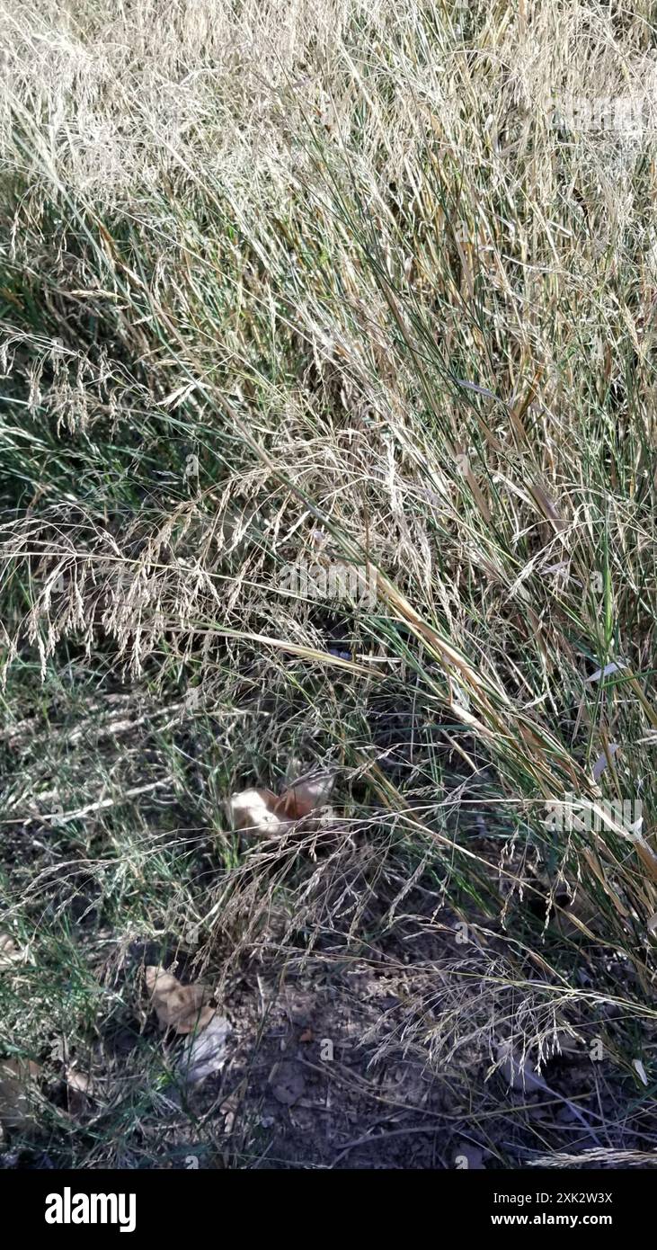 Smilo Grass (Oloptum miliaceum) Plantae Stock Photo - Alamy