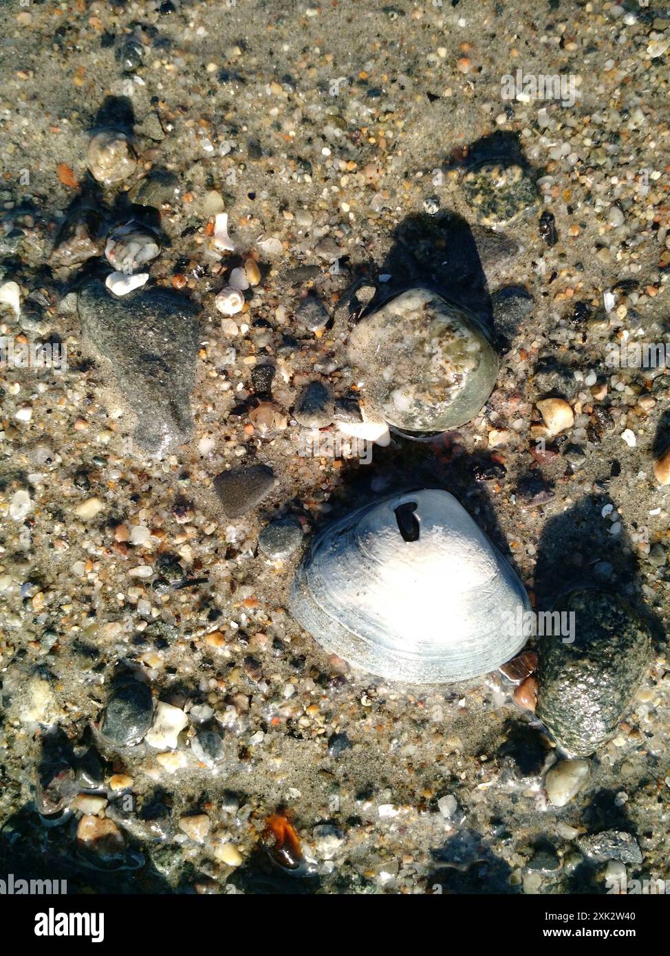 Trough Shells (Mactridae) Mollusca Stock Photo - Alamy