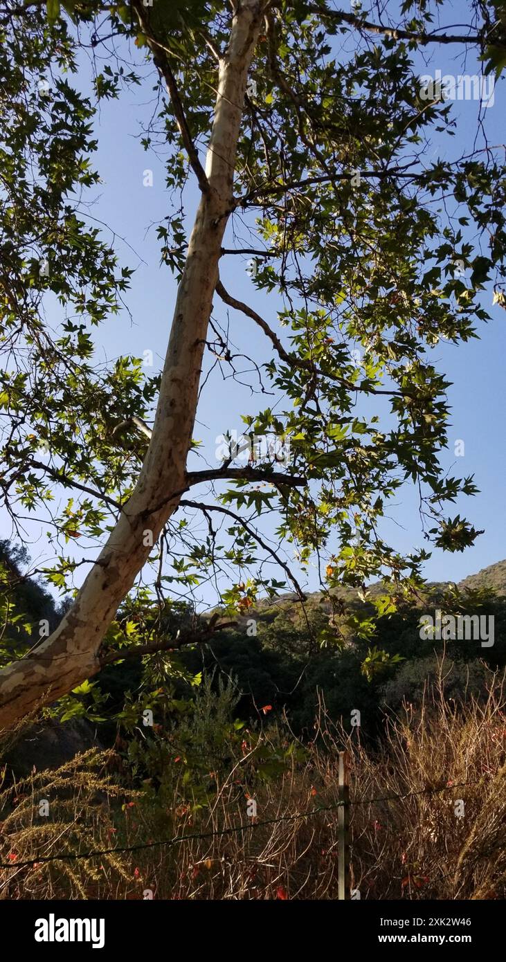 western sycamore (Platanus racemosa) Plantae Stock Photo - Alamy