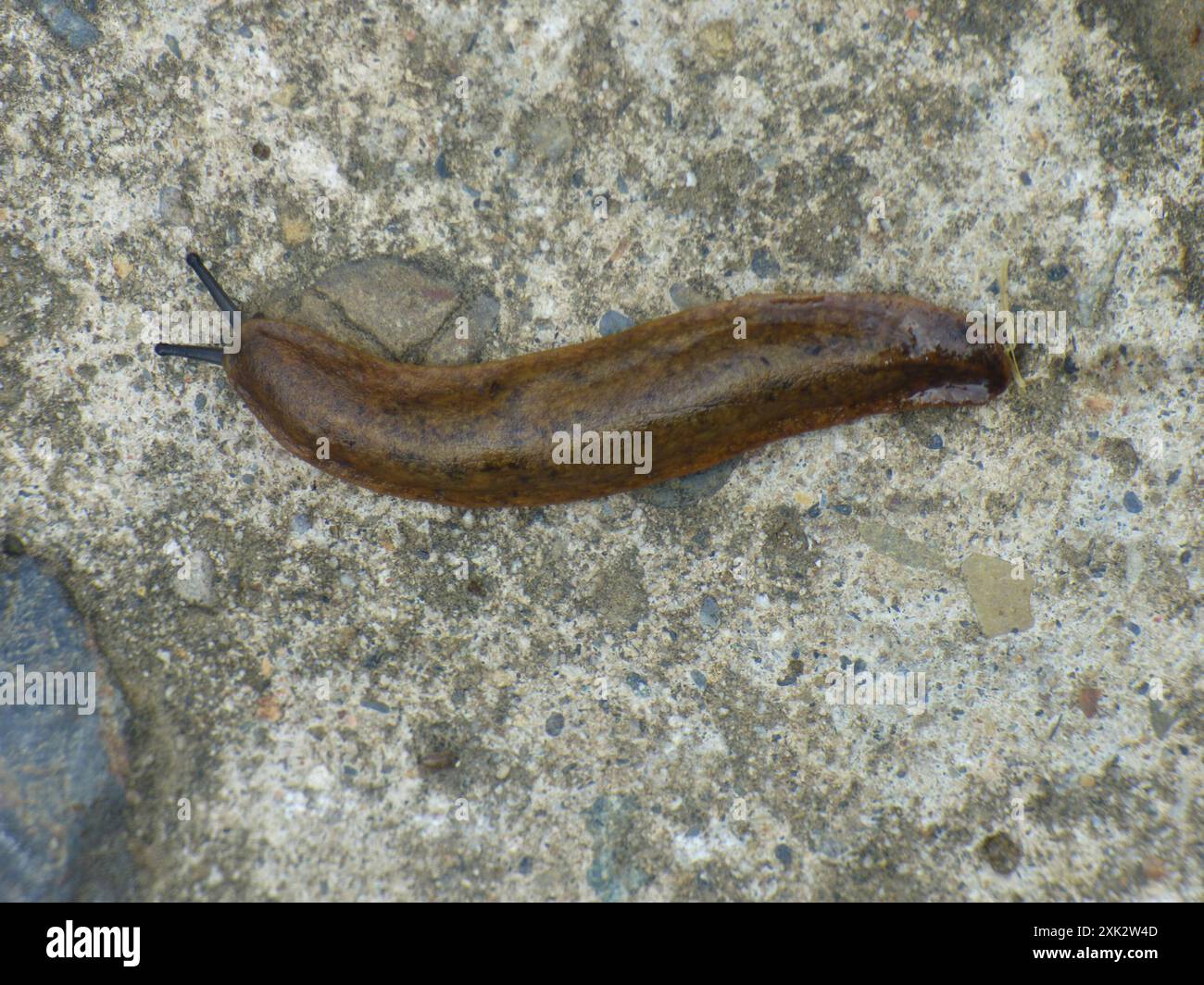 Leatherleaf Slugs (Veronicellidae) Mollusca Stock Photo - Alamy