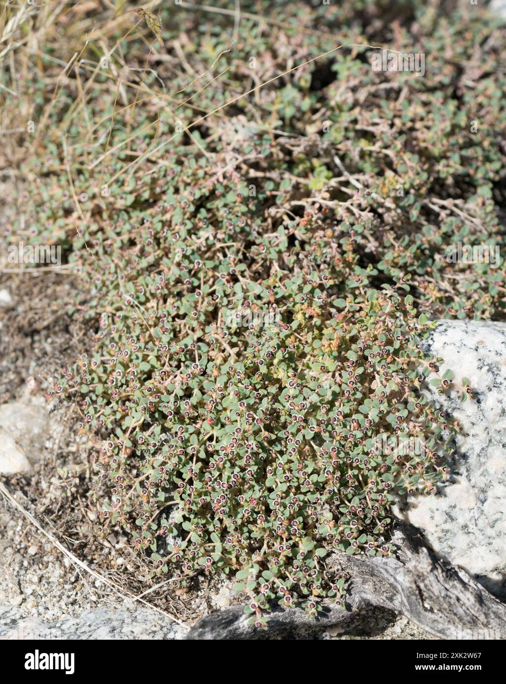smallseed sandmat (Euphorbia polycarpa) Plantae Stock Photo - Alamy