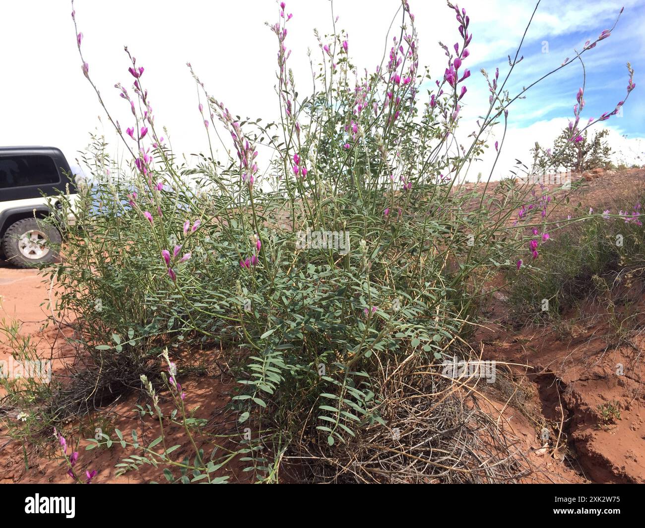 Boreal Sweet-vetch (Hedysarum boreale) Plantae Stock Photo - Alamy