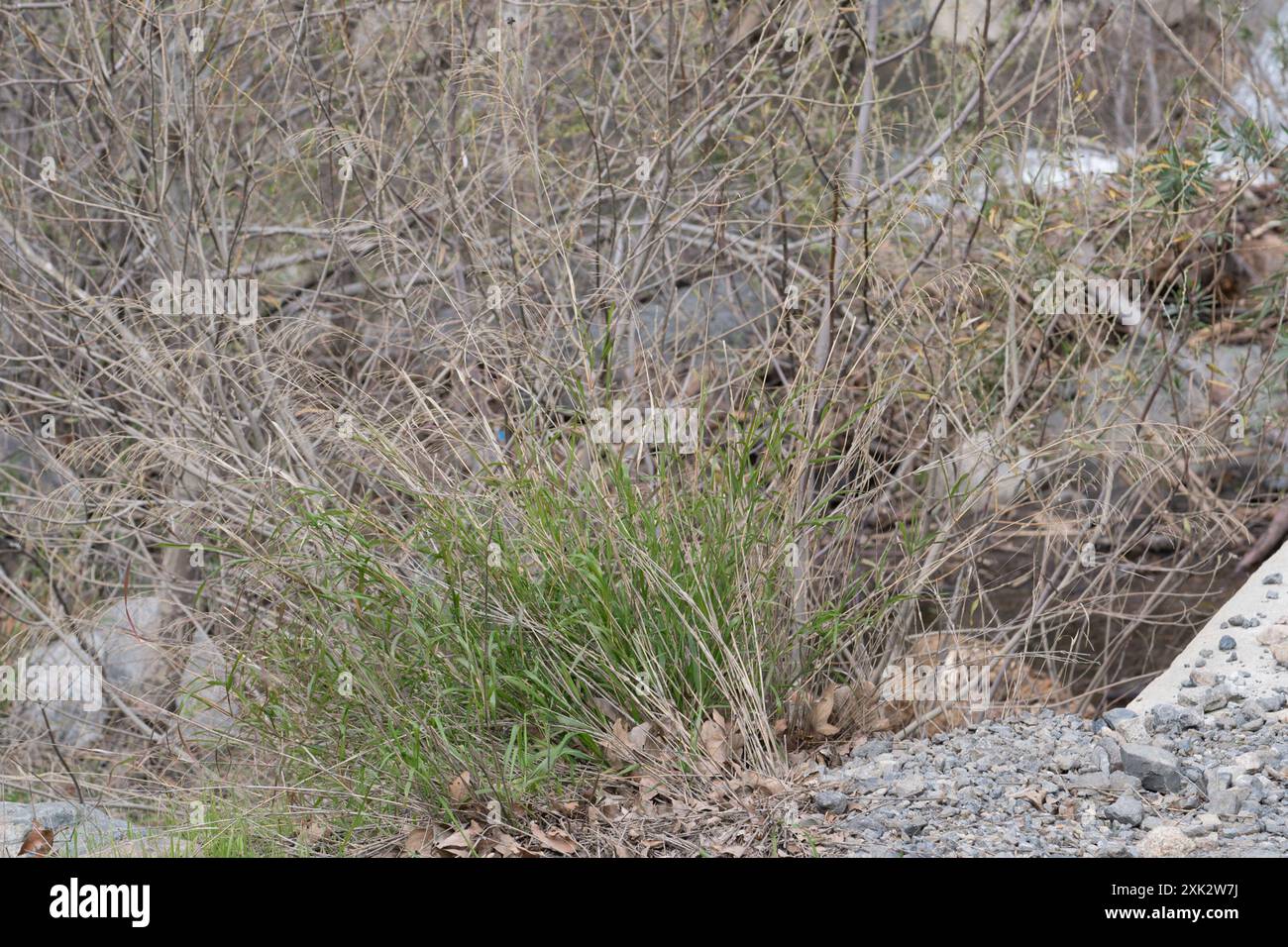 Smilo Grass (Oloptum miliaceum) Plantae Stock Photo - Alamy
