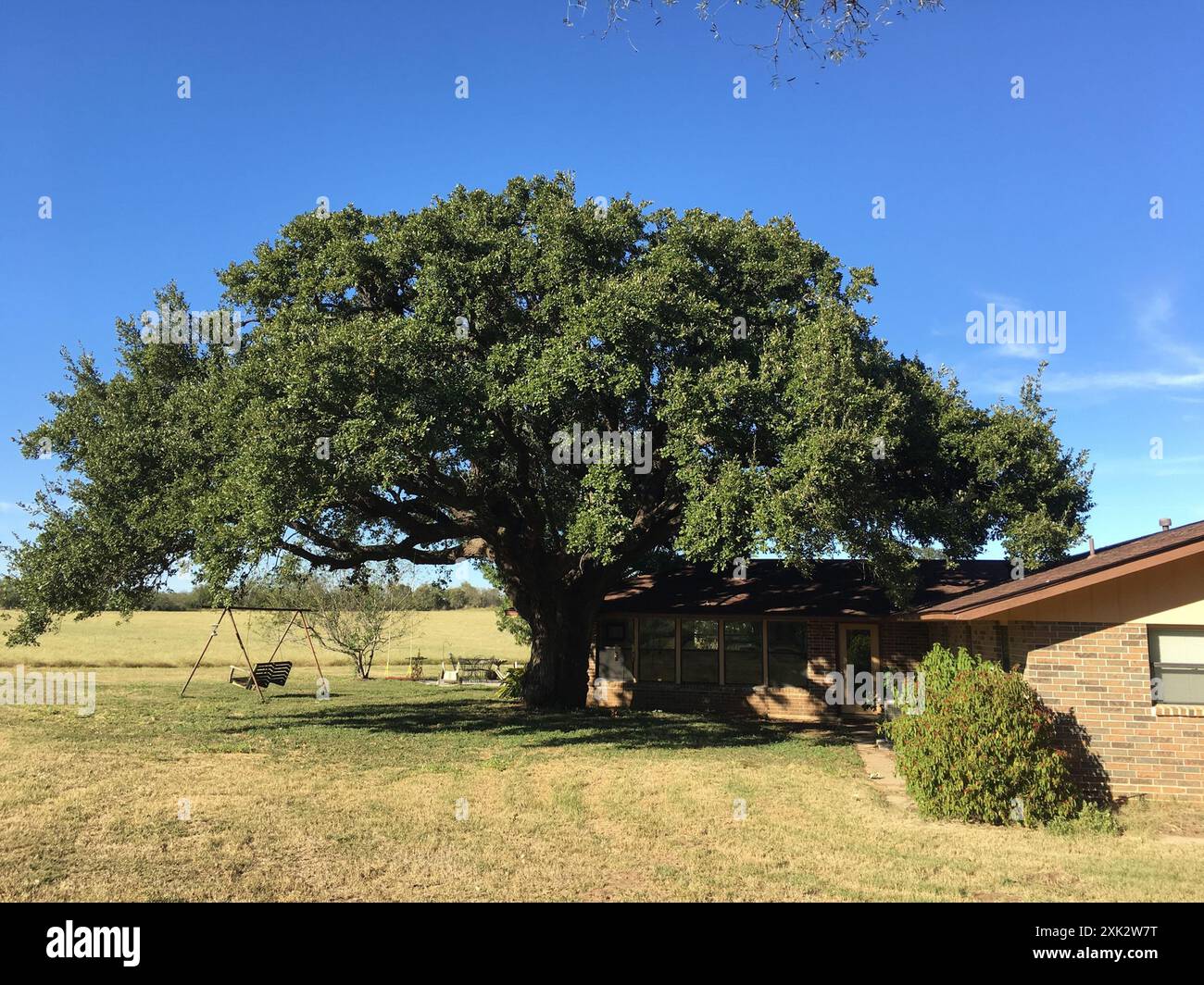 Texas live oak (Quercus fusiformis) Plantae Stock Photo - Alamy