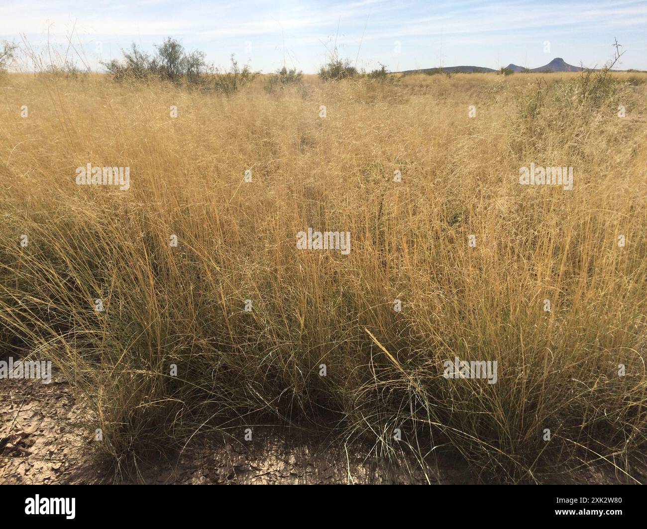 Alkali Sacaton (Sporobolus airoides) Plantae Stock Photo - Alamy