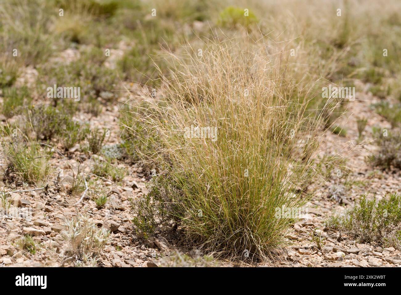 Red Threeawn (Aristida purpurea longiseta) Plantae Stock Photo - Alamy