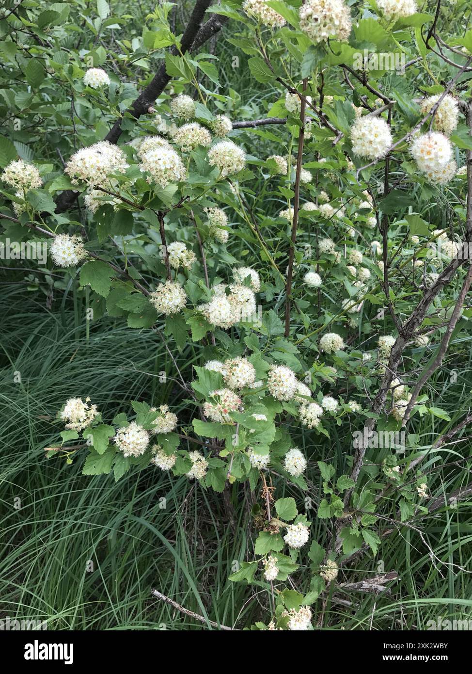 common ninebark (Physocarpus opulifolius) Plantae Stock Photo - Alamy