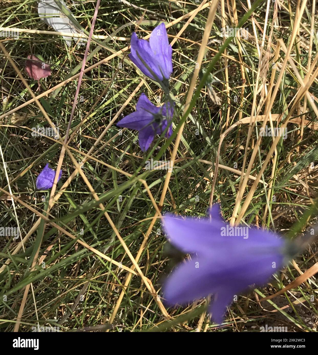 Common Harebell (Campanula rotundifolia) Plantae Stock Photo - Alamy