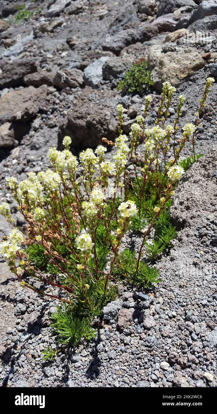Partridgefoot (Luetkea pectinata) Plantae Stock Photo - Alamy