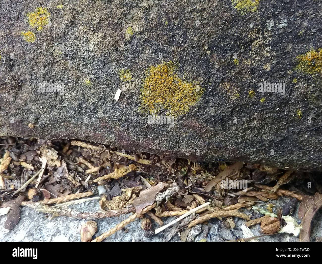 Sulphur Firedot (Gyalolechia flavovirescens) Fungi Stock Photo - Alamy