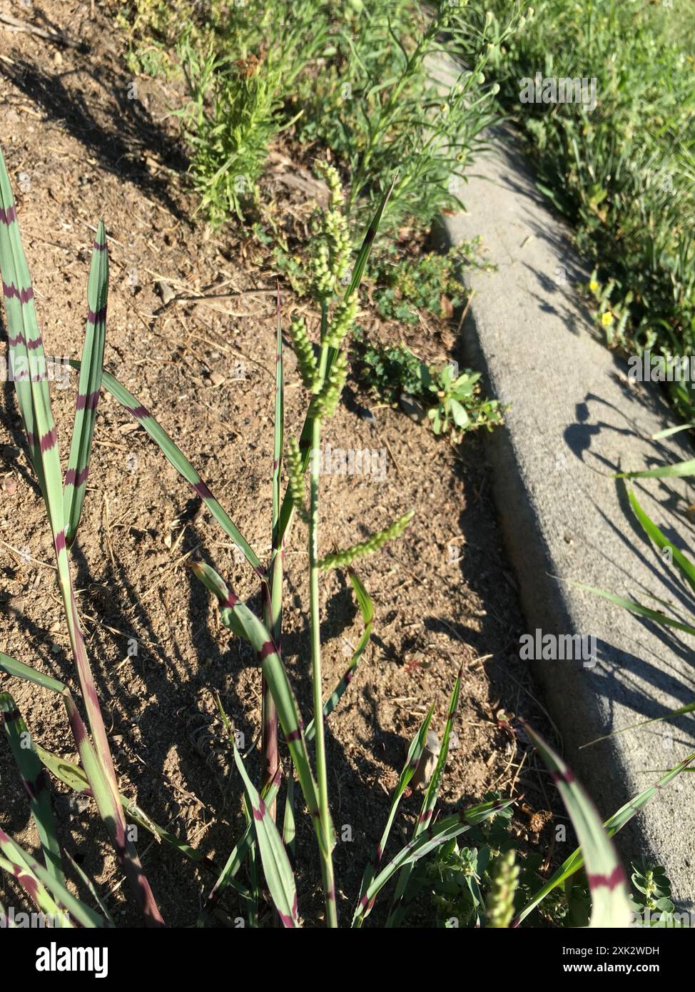 Jungle Rice (Echinochloa colonum) Plantae Stock Photo - Alamy