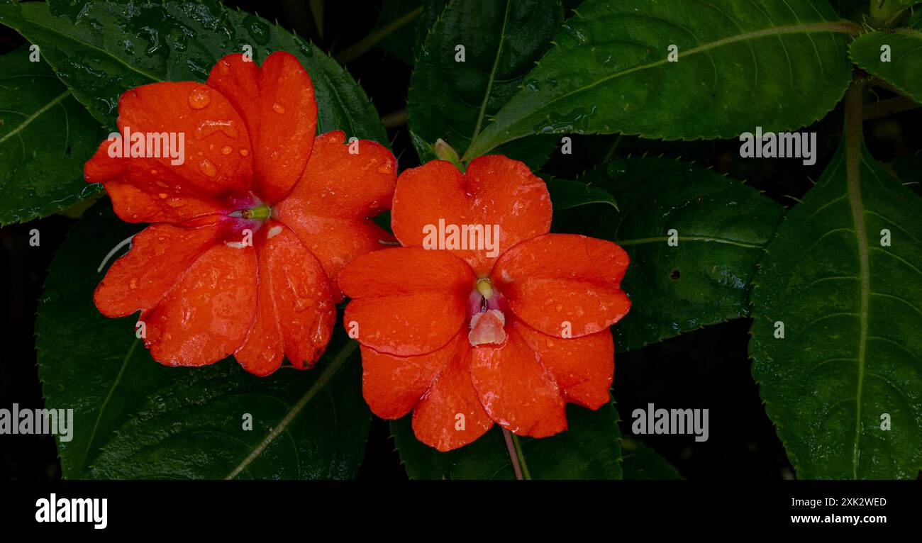 my pictures of everuthing and anything..all over the world Stock Photo ...