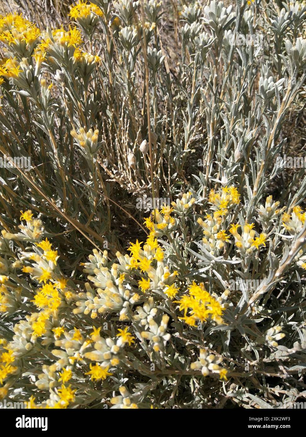 Spineless Horsebrush (Tetradymia canescens) Plantae Stock Photo - Alamy