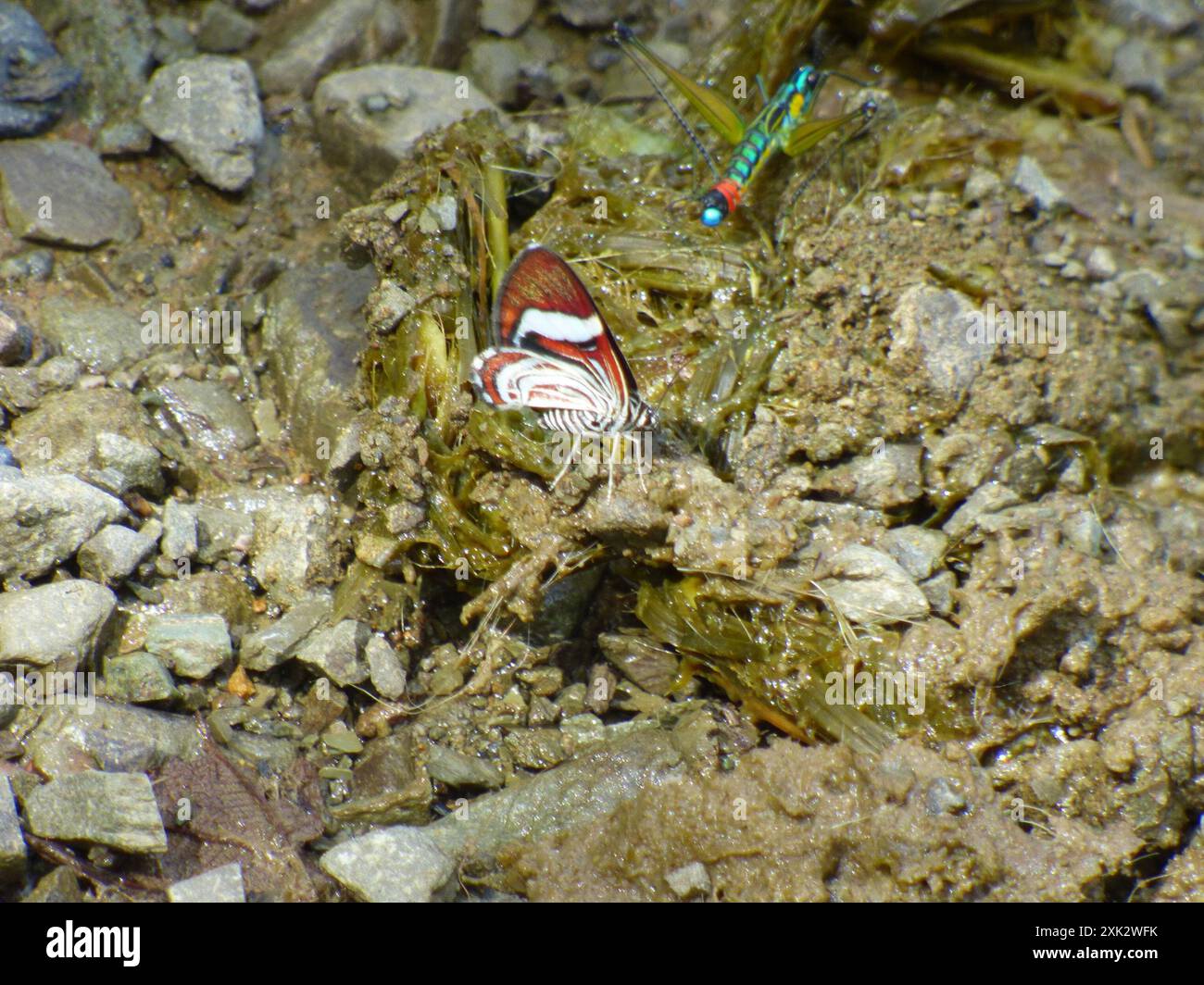 Erateina hi-res stock photography and images - Alamy