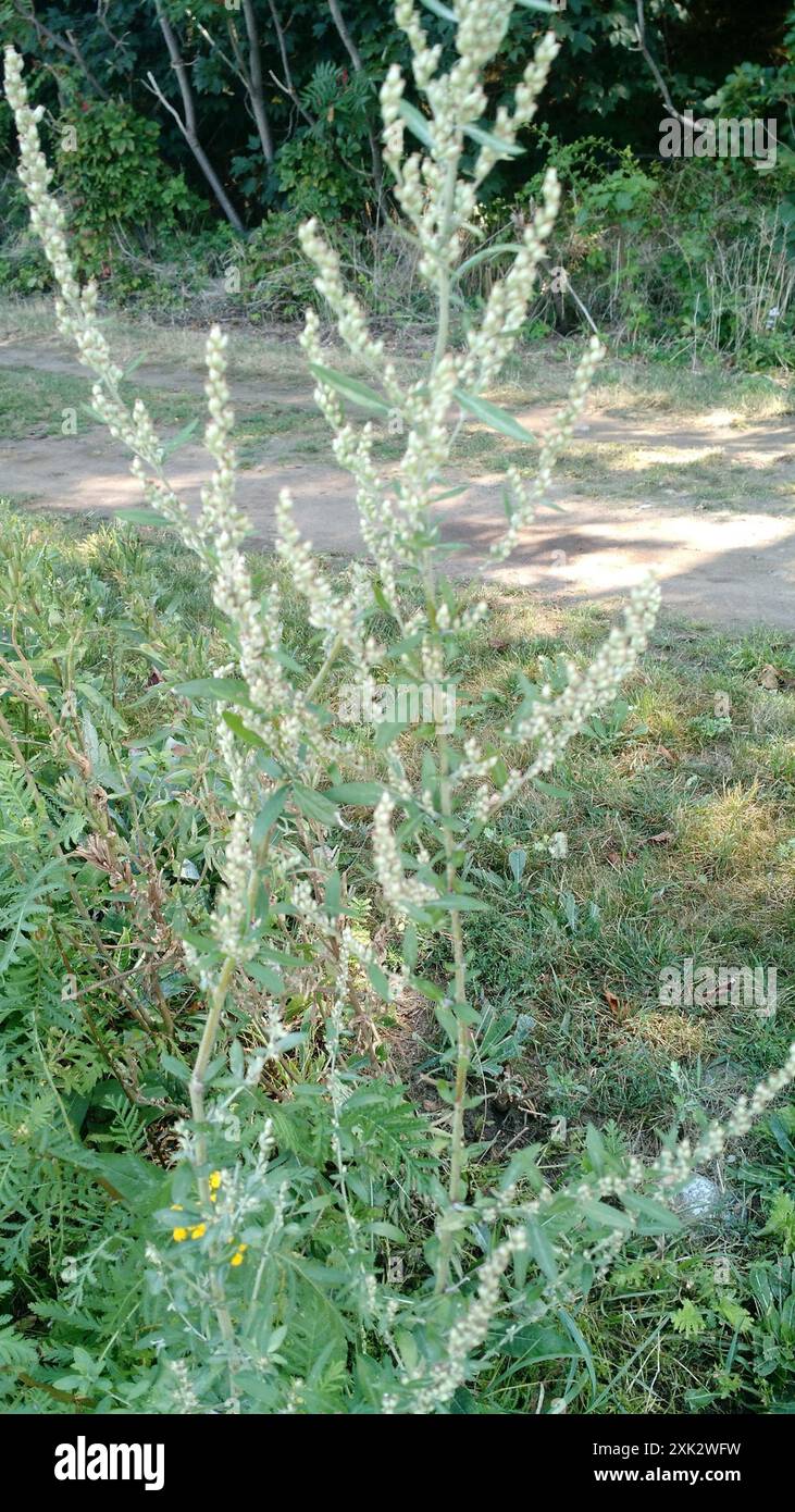 common mugwort (Artemisia vulgaris) Plantae Stock Photo - Alamy