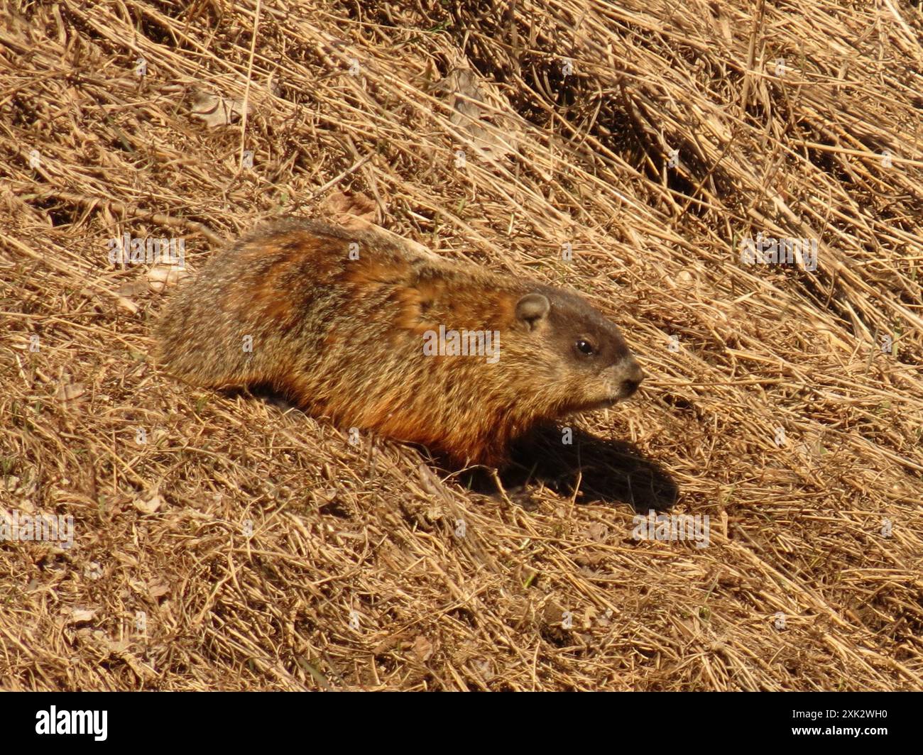Groundhog (Marmota monax) Mammalia Stock Photo - Alamy