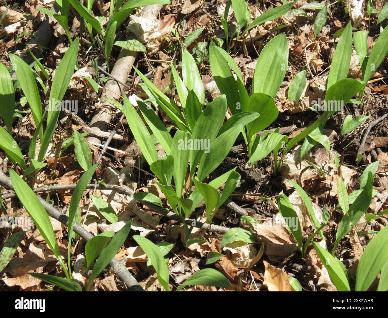 wild leek (Allium tricoccum) Plantae Stock Photo - Alamy