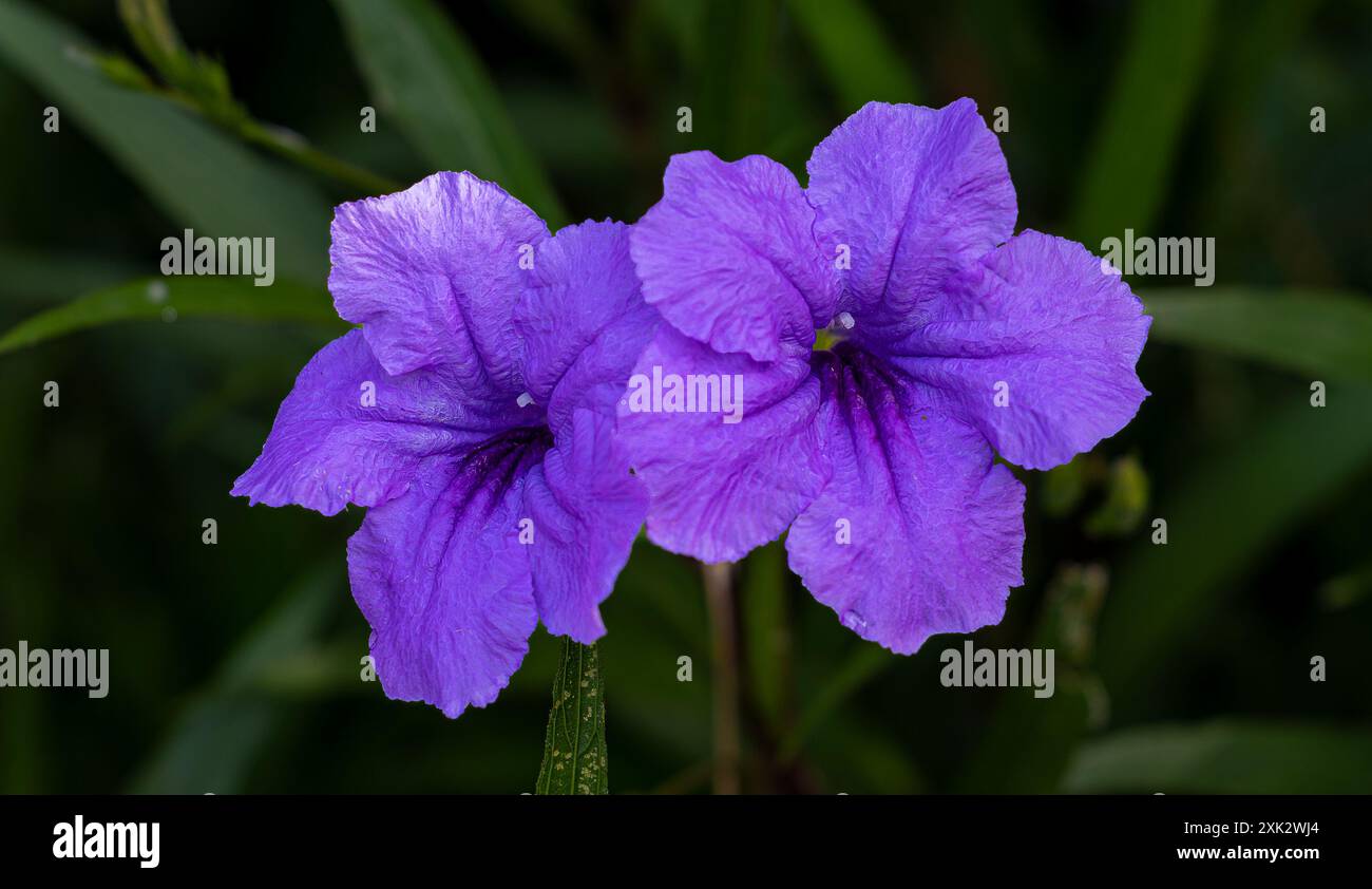 my pictures of everuthing and anything..all over the world Stock Photo ...