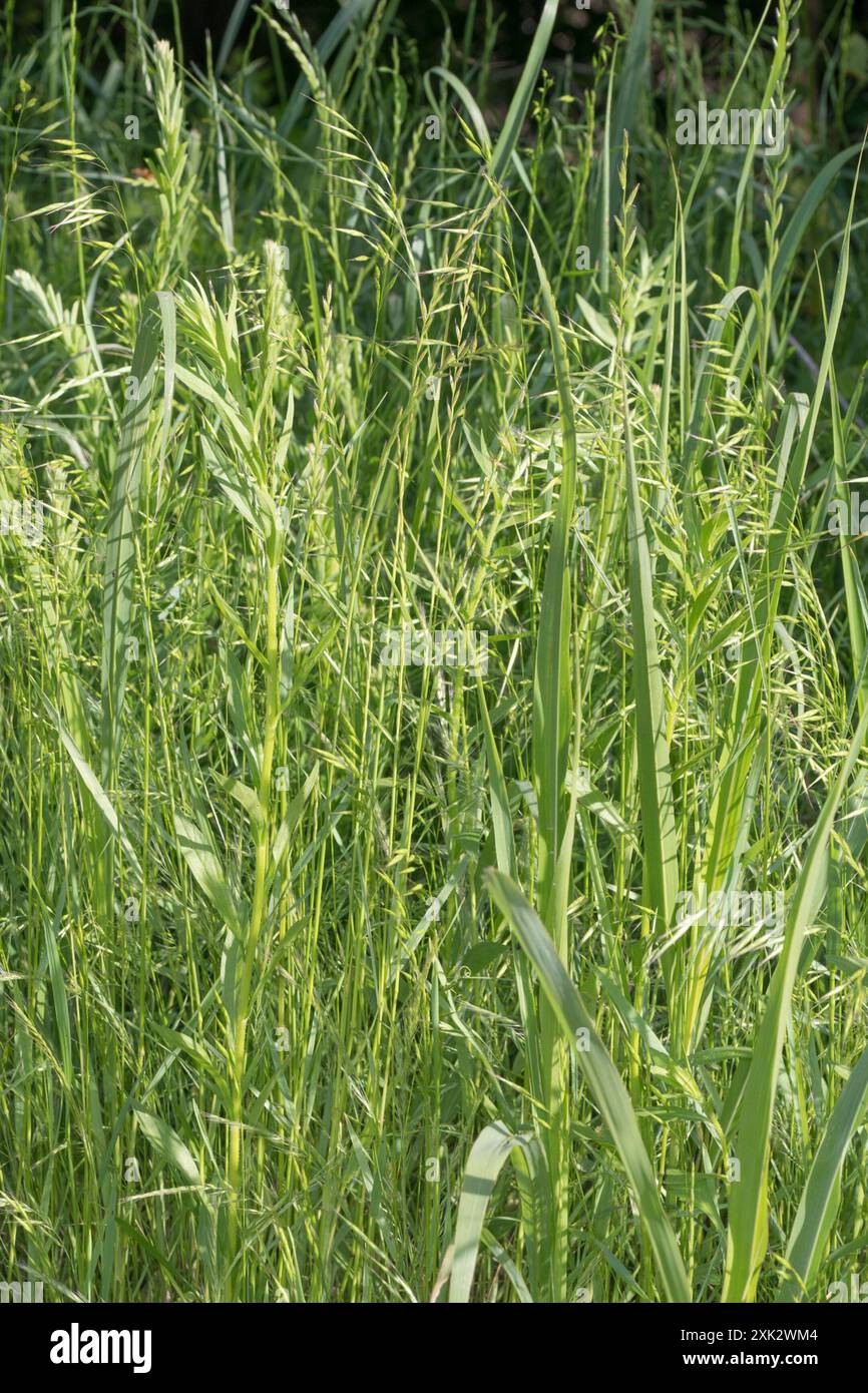grasses (Poaceae) Plantae Stock Photo - Alamy