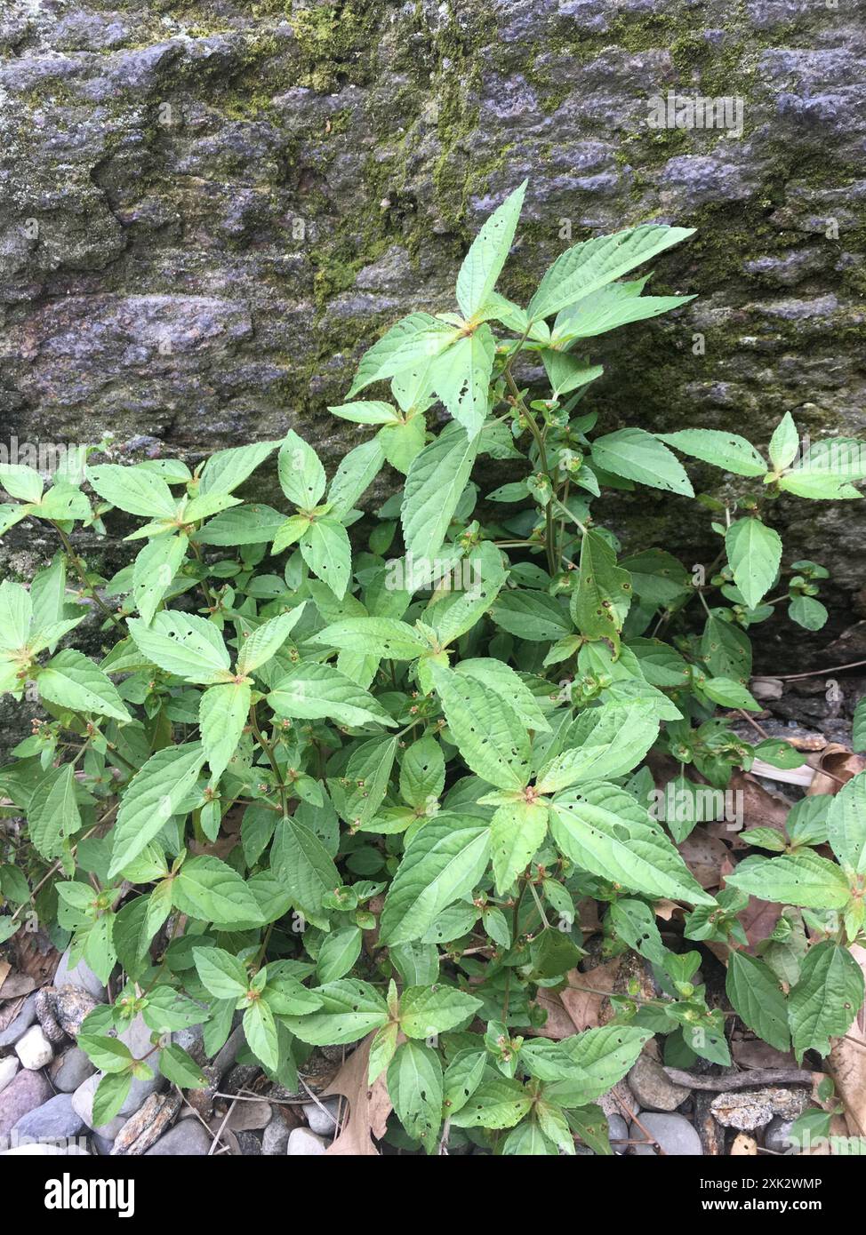 Asian Copperleaf (Acalypha australis) Plantae Stock Photo - Alamy