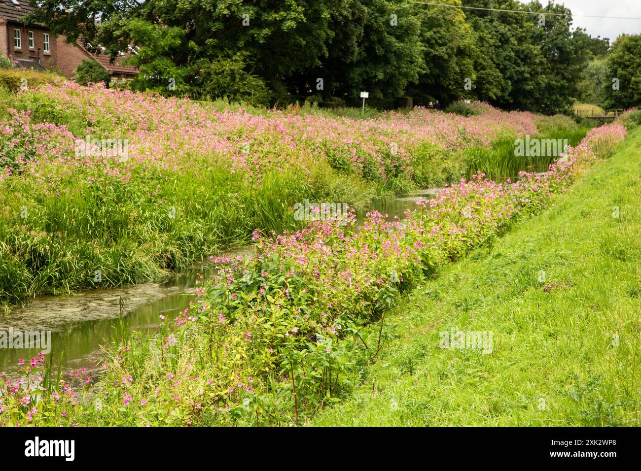 Himalayan Balsam Impatiens glandulifera is a large annual plant native ...