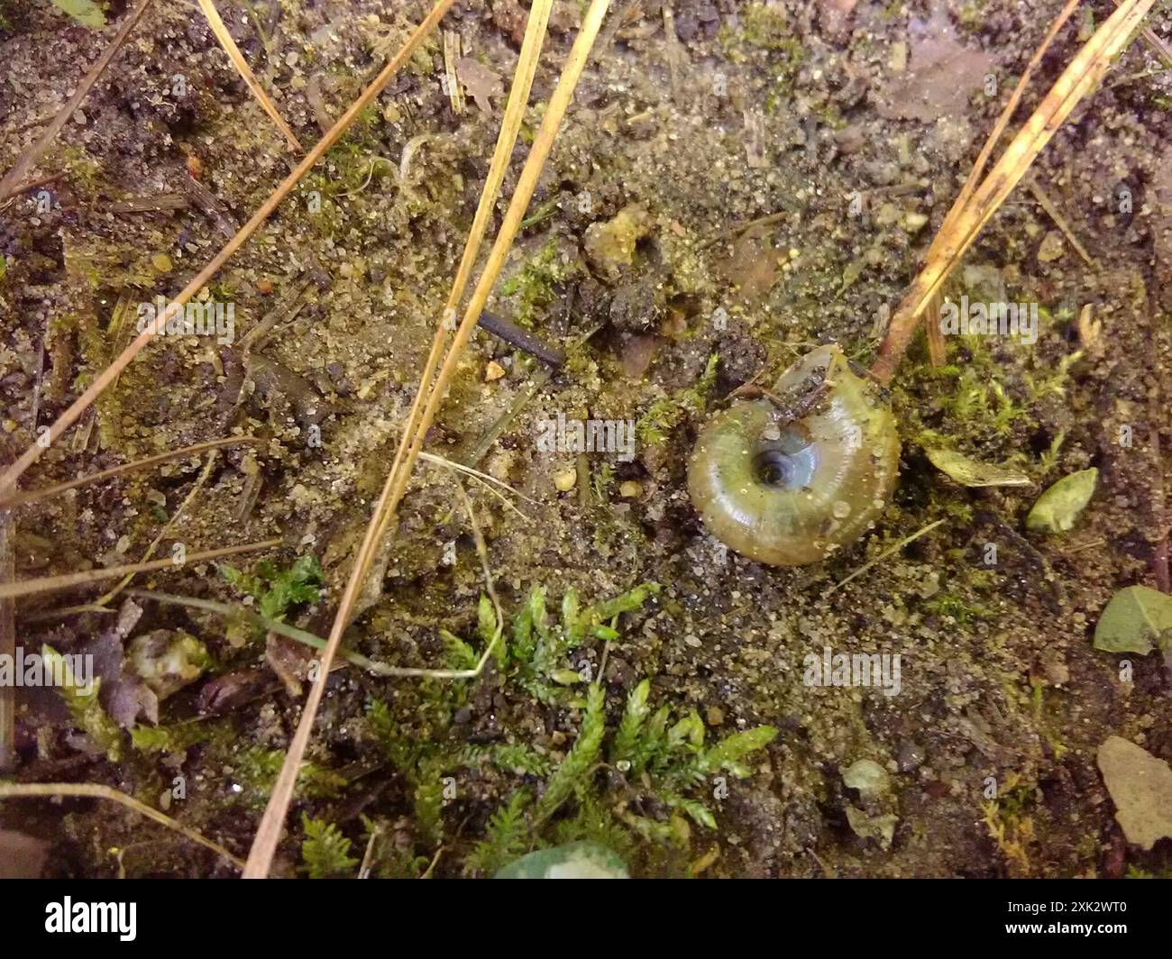 Concavum hi-res stock photography and images - Alamy