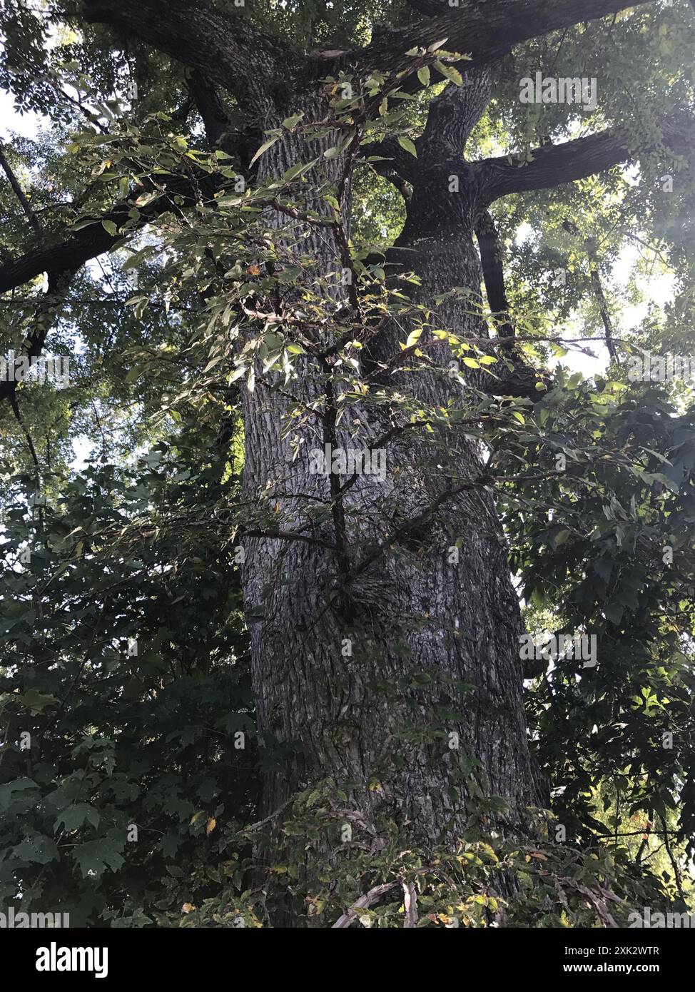 Winged Elm (Ulmus alata) Plantae Stock Photo - Alamy