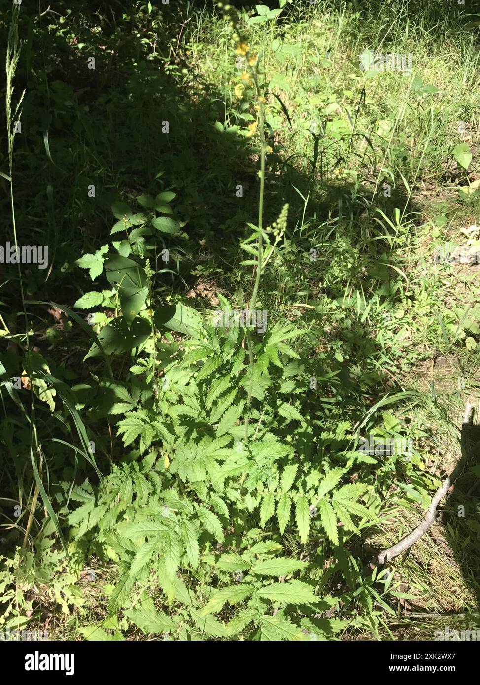 Agrimonia parviflora hi-res stock photography and images - Alamy