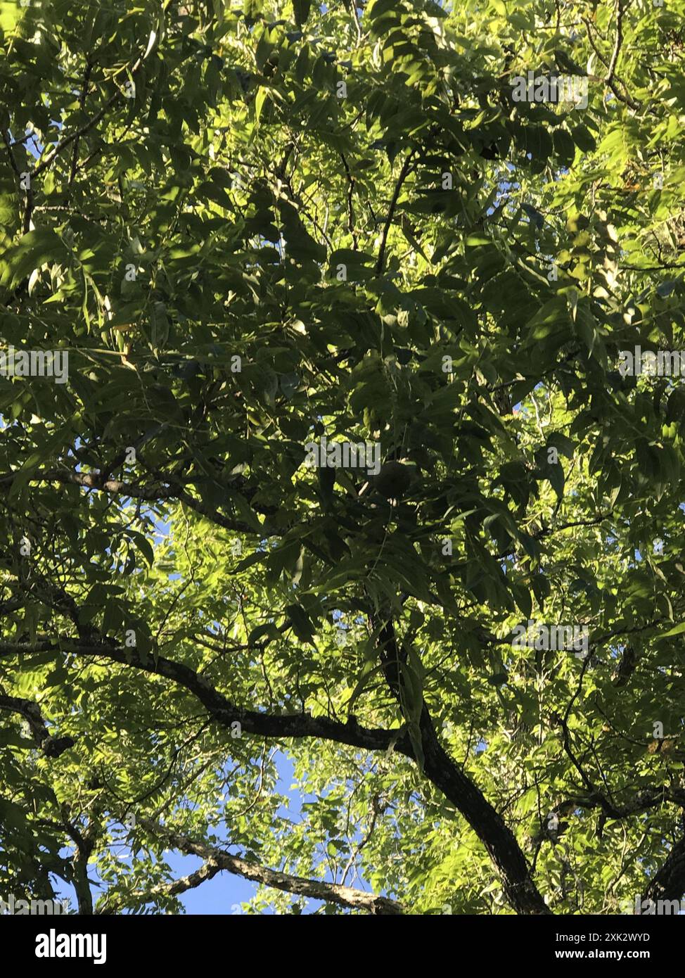 Arizona black walnut juglans major hi-res stock photography and images ...