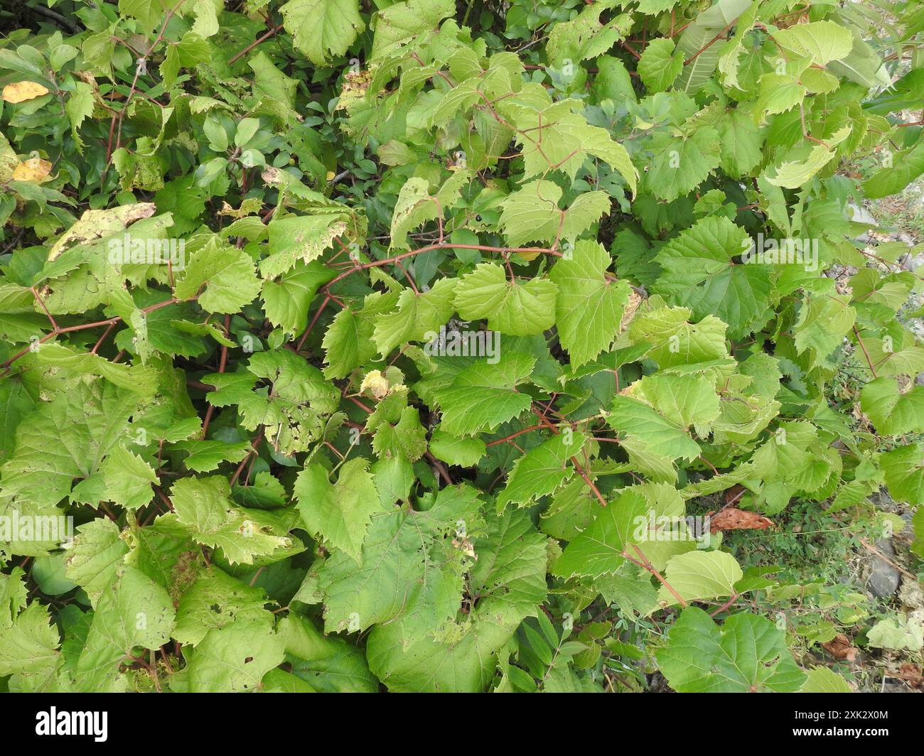 riverbank grape (Vitis riparia) Plantae Stock Photo - Alamy
