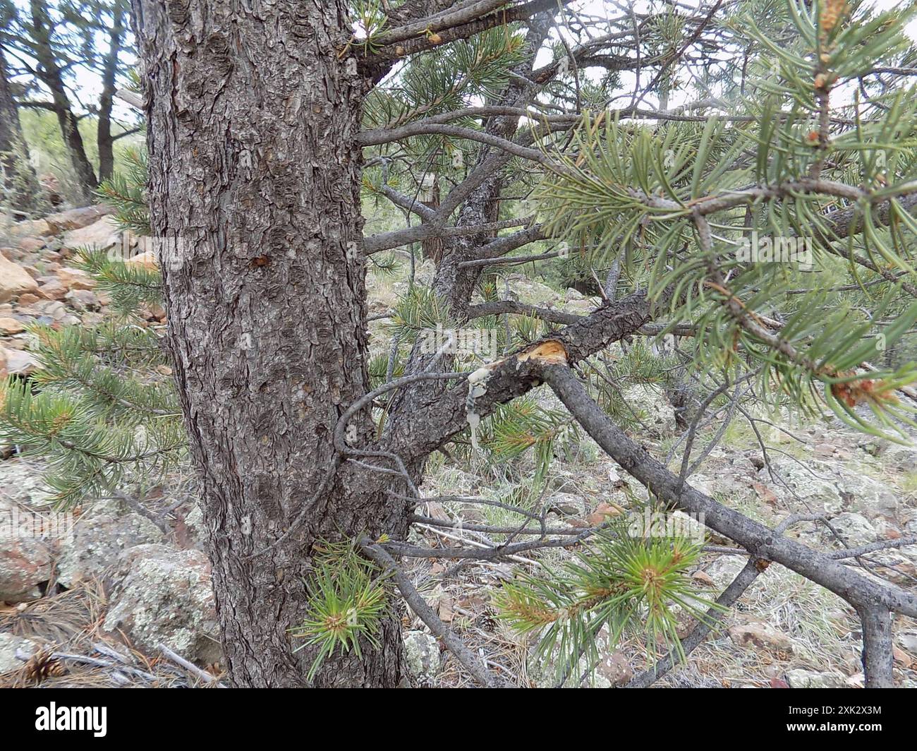Colorado Pinyon (Pinus edulis) Plantae Stock Photo - Alamy