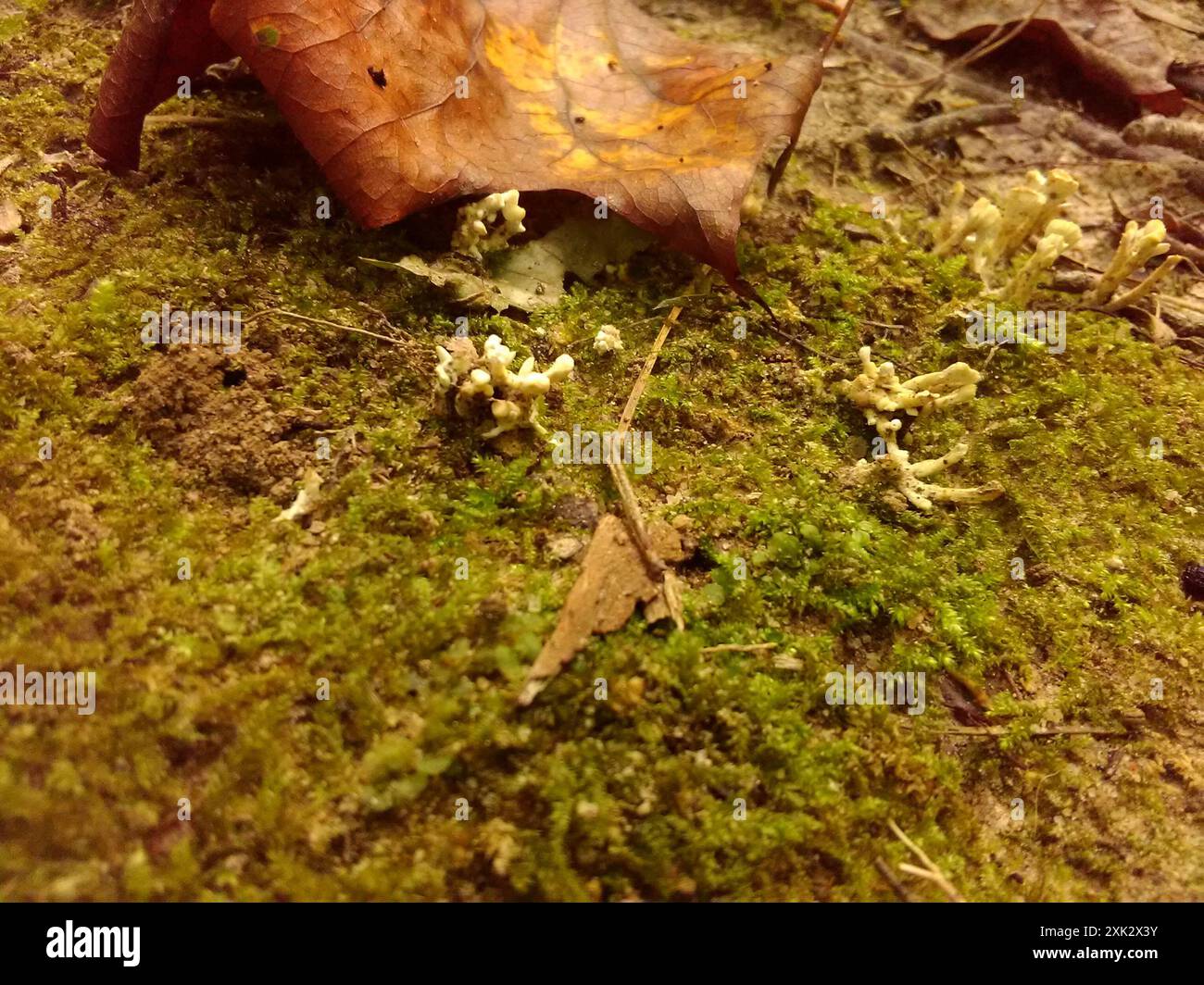 antler and spindle fungi (Clavariaceae) Fungi Stock Photo - Alamy