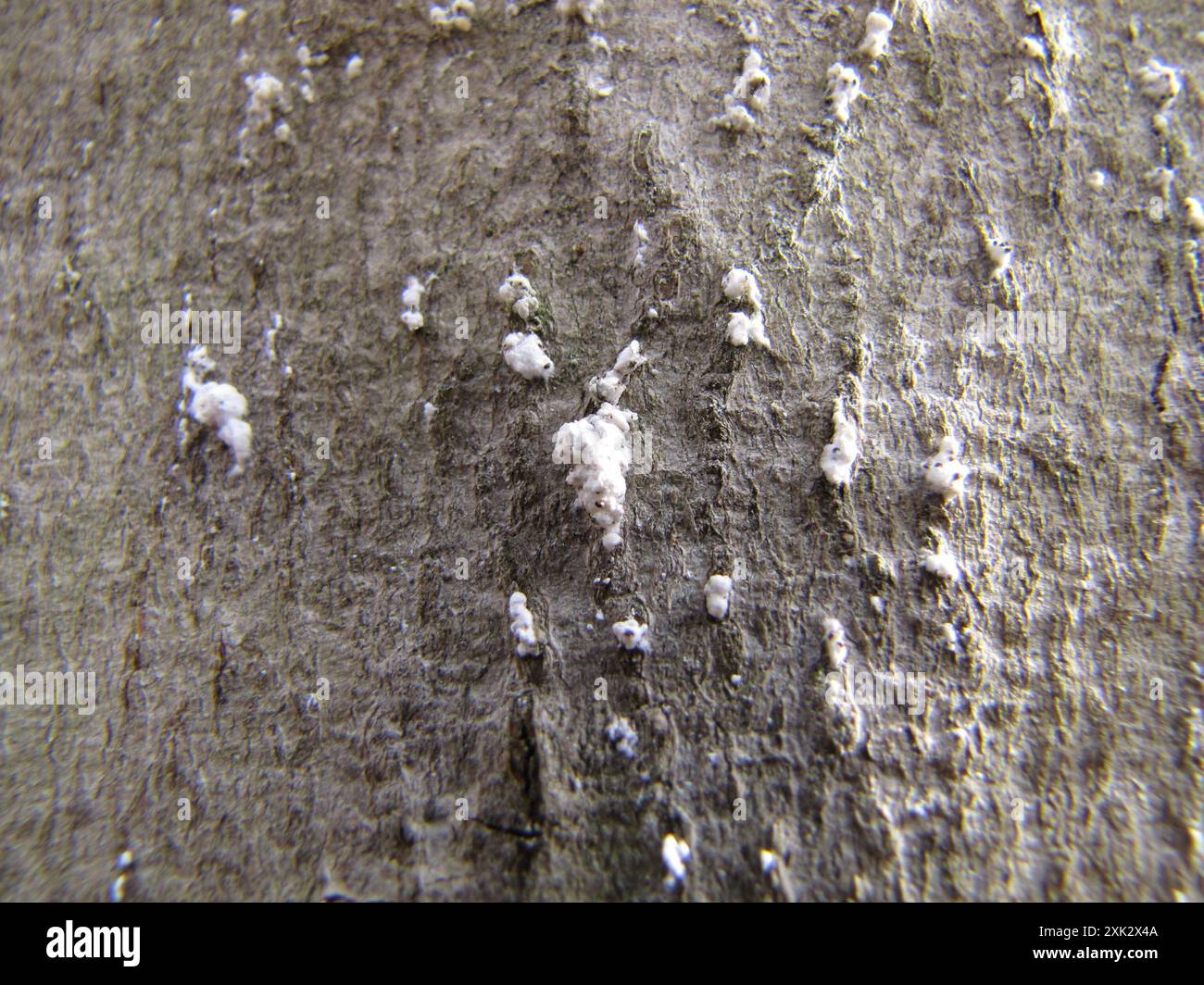 Beech Scale (Cryptococcus fagisuga) Insecta Stock Photo - Alamy