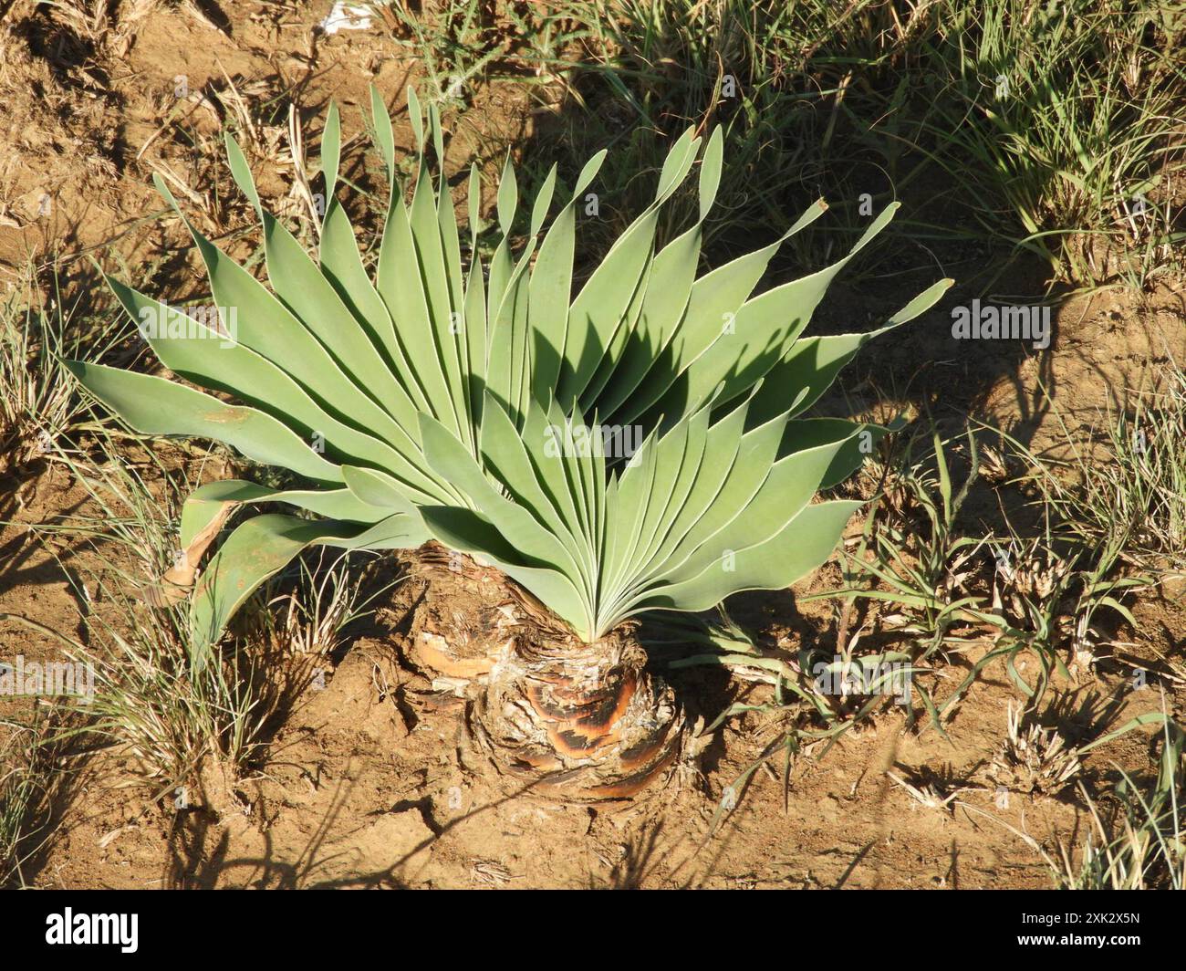 Poison-bulb (Boophone disticha) Plantae Stock Photo - Alamy