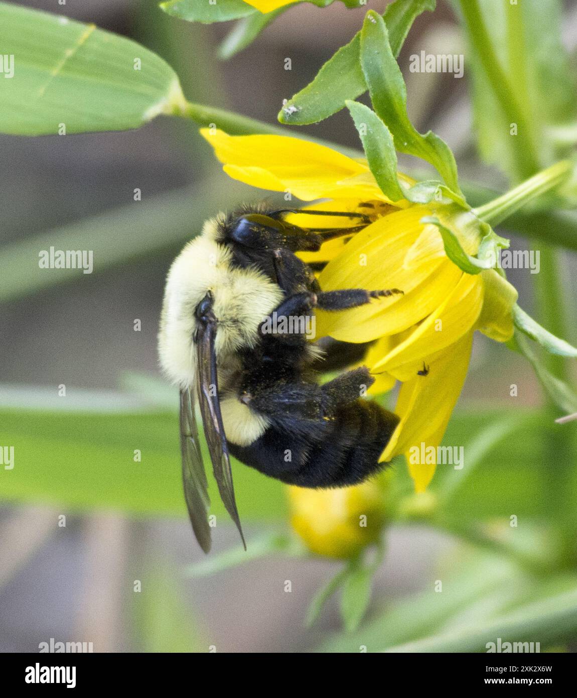 Common Eastern Bumble Bee (Bombus impatiens) Insecta Stock Photo - Alamy
