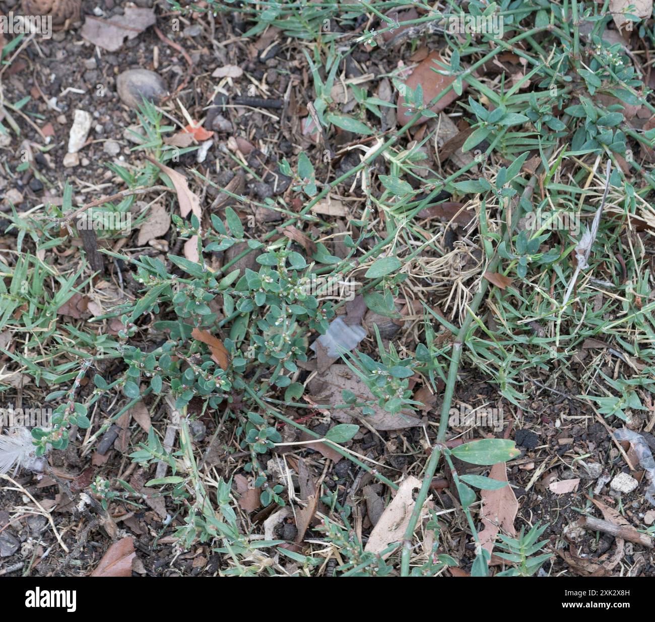 Oval Leaf Knotweed (Polygonum arenastrum) Plantae Stock Photo - Alamy