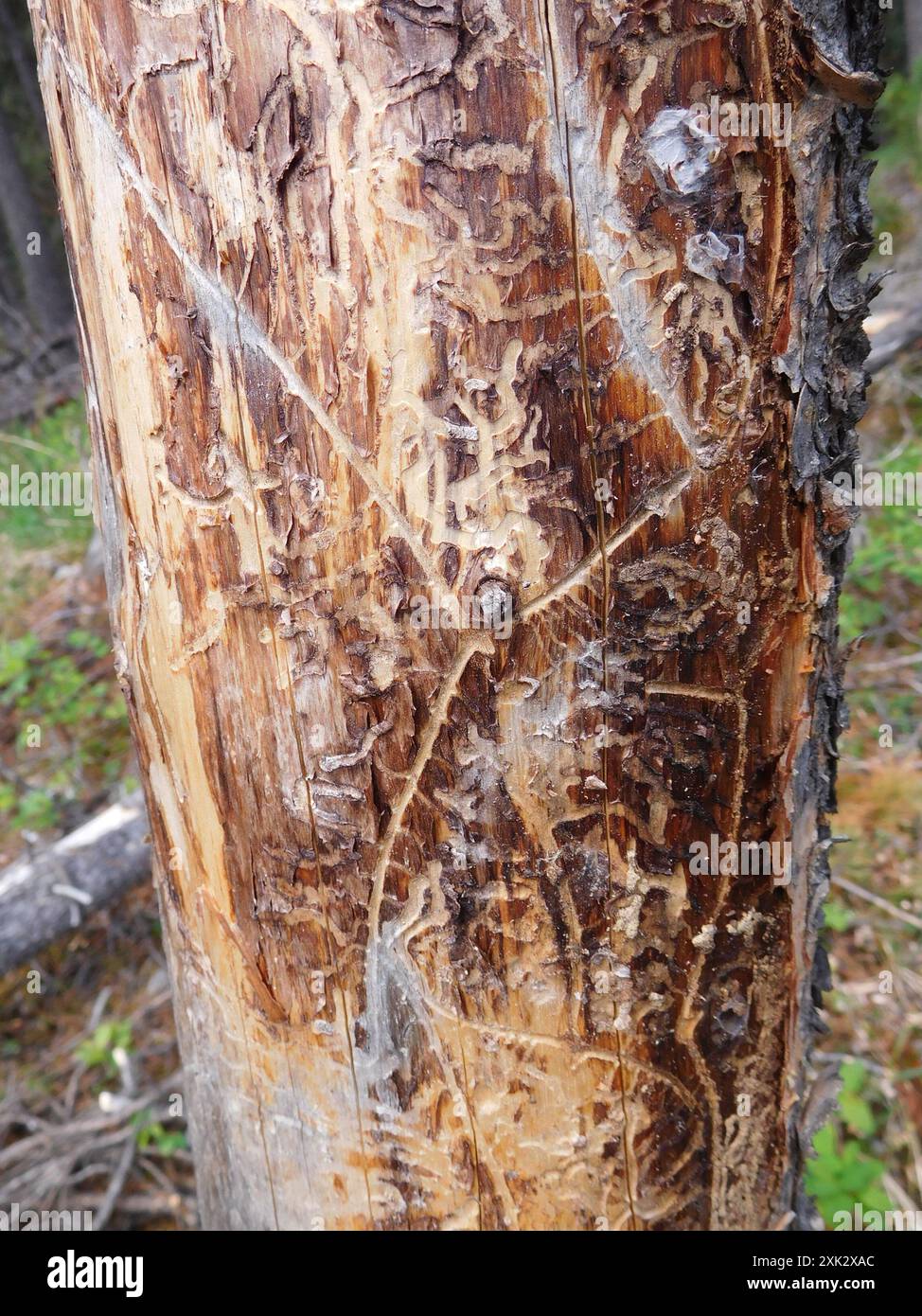 Ips pini hi-res stock photography and images - Alamy