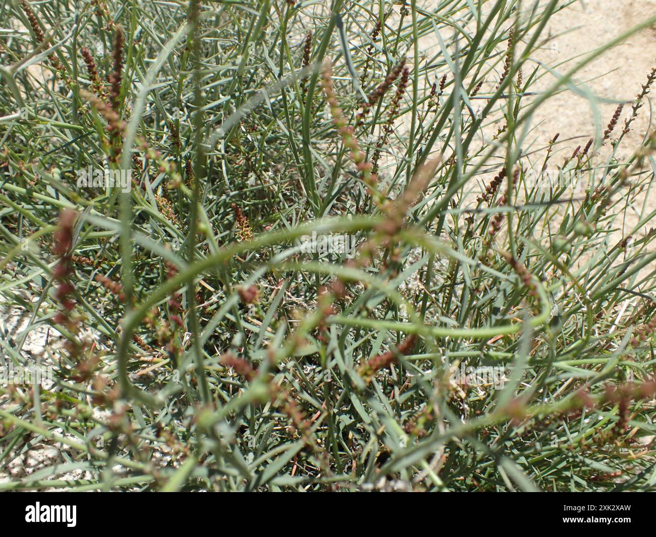 Narrow-leaved Stillingia (Stillingia linearifolia) Plantae Stock Photo ...