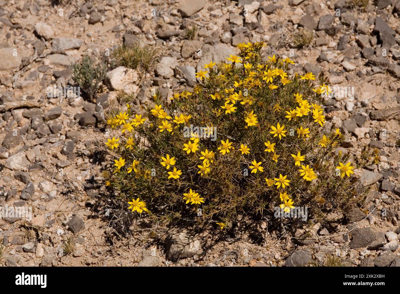 pricklyleaf dogweed (Thymophylla acerosa) Plantae Stock Photo - Alamy