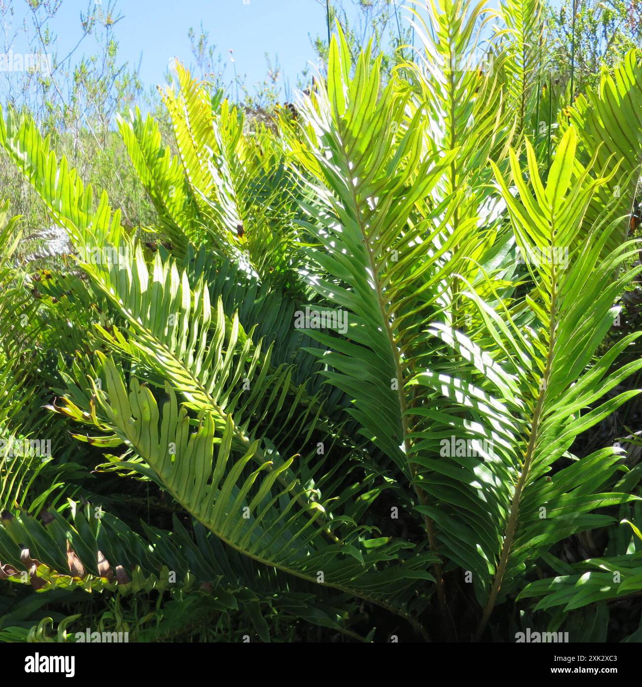 Leathery Hard Fern (Lomariocycas tabularis) Plantae Stock Photo - Alamy