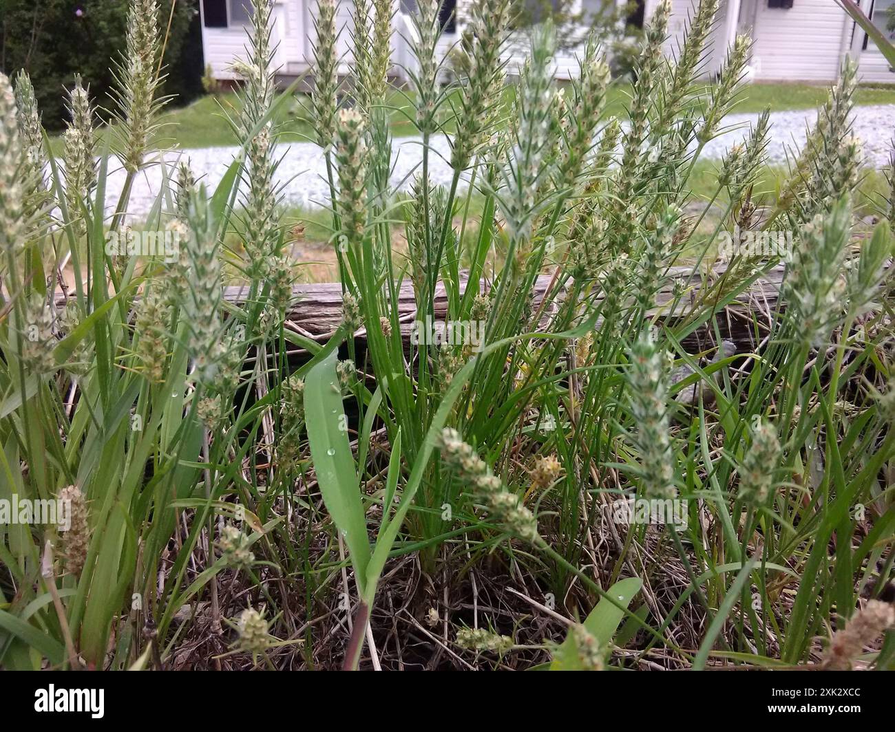 bracted plantain (Plantago aristata) Plantae Stock Photo - Alamy
