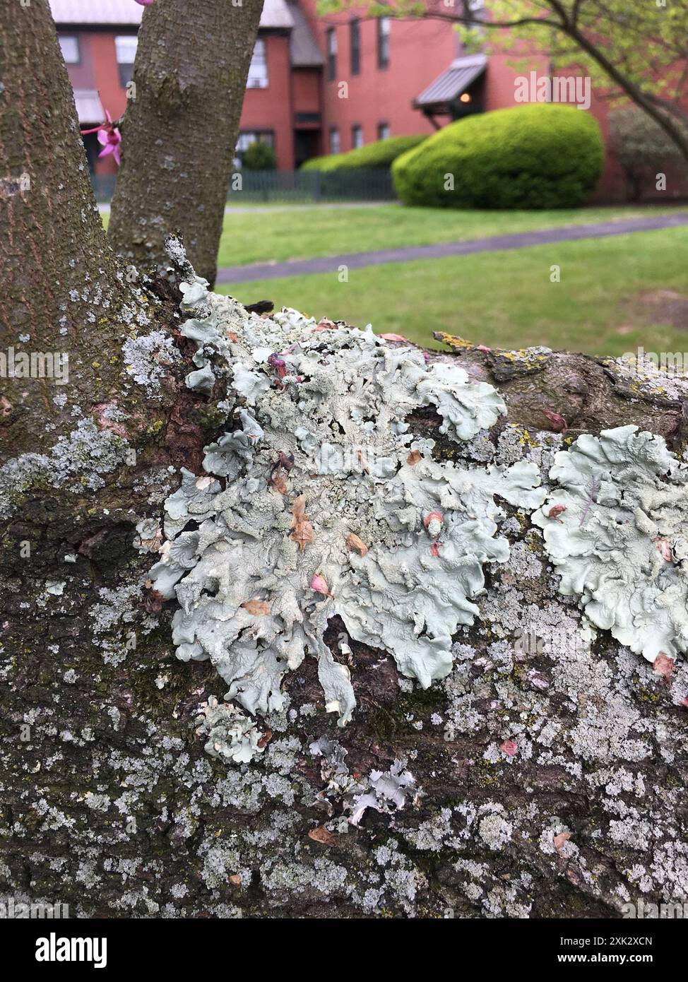common greenshield lichen (Flavoparmelia caperata) Fungi Stock Photo ...
