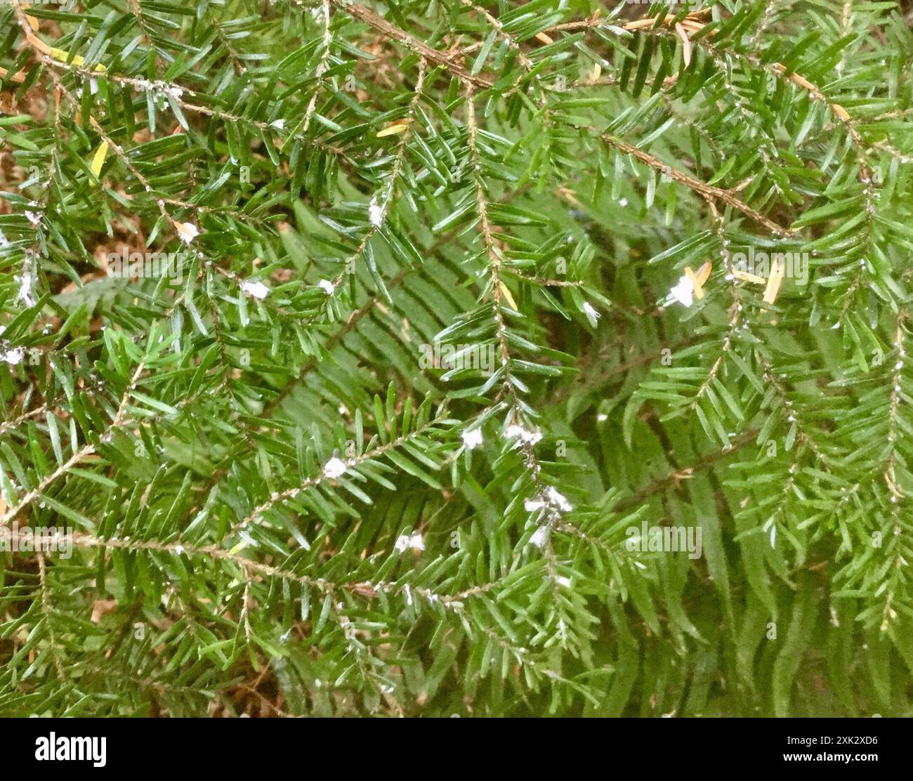 Hemlock Woolly Adelgid (Adelges tsugae) Insecta Stock Photo - Alamy