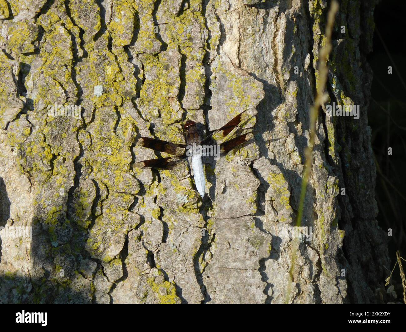 Common Whitetail (Plathemis lydia) Insecta Stock Photo - Alamy