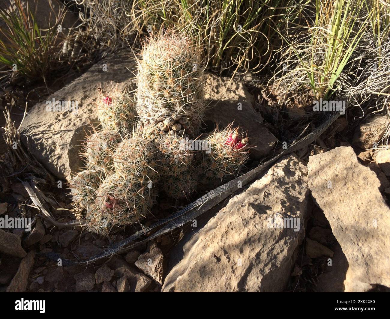 Whitecolumn Foxtail Cactus (Escobaria tuberculosa) Plantae Stock Photo ...