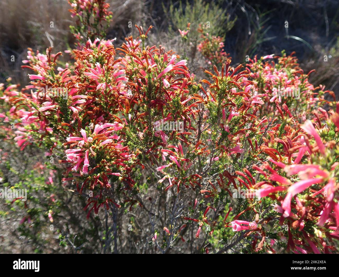 Erica versicolor hi-res stock photography and images - Alamy