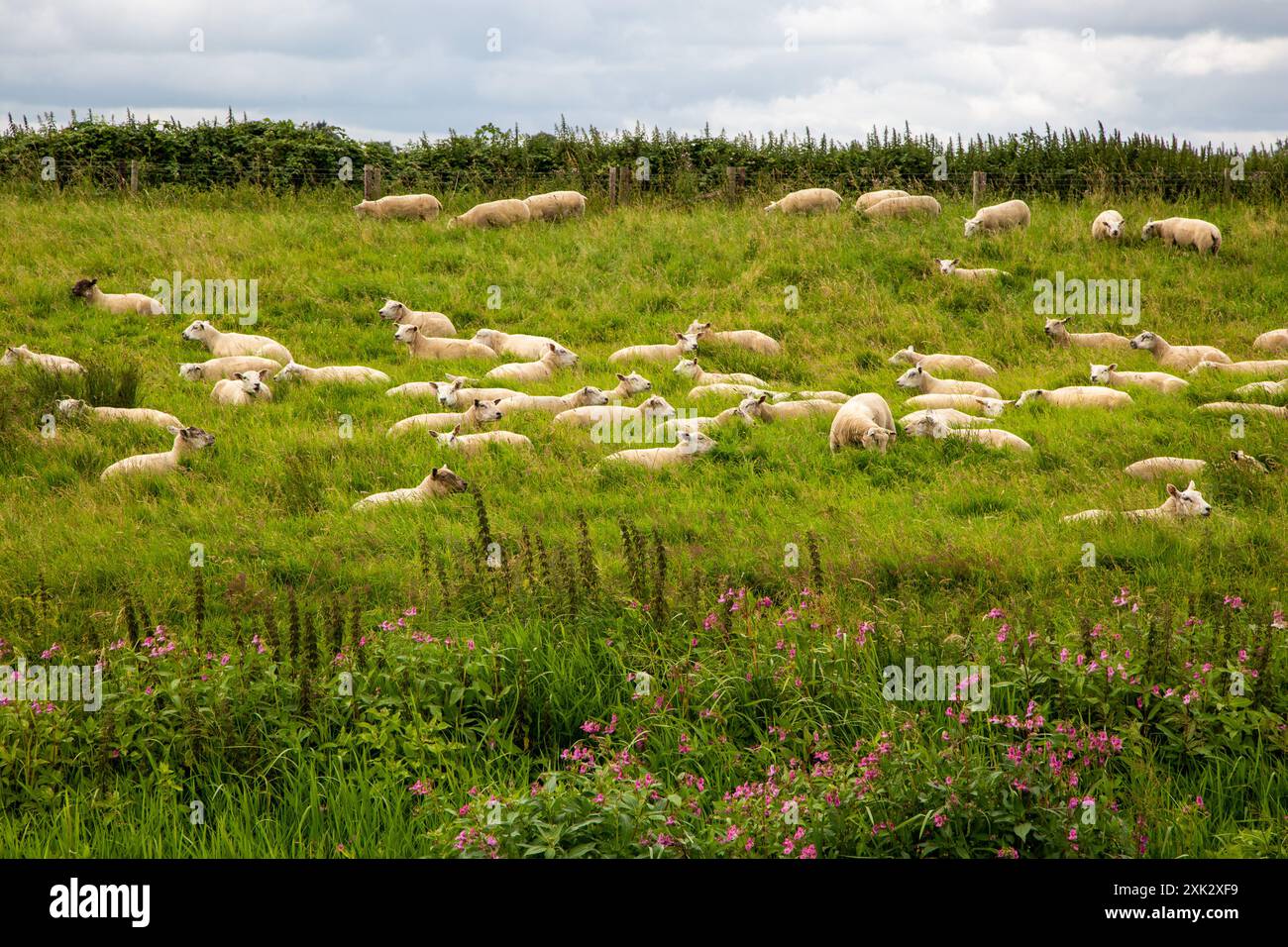 Animals in the countryside hi-res stock photography and images - Alamy