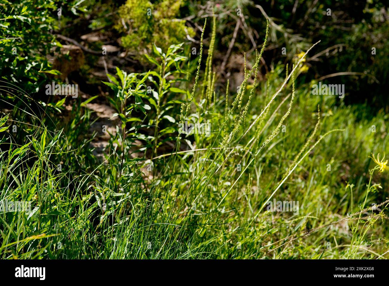 common arrowgrass (Triglochin maritima) Plantae Stock Photo - Alamy