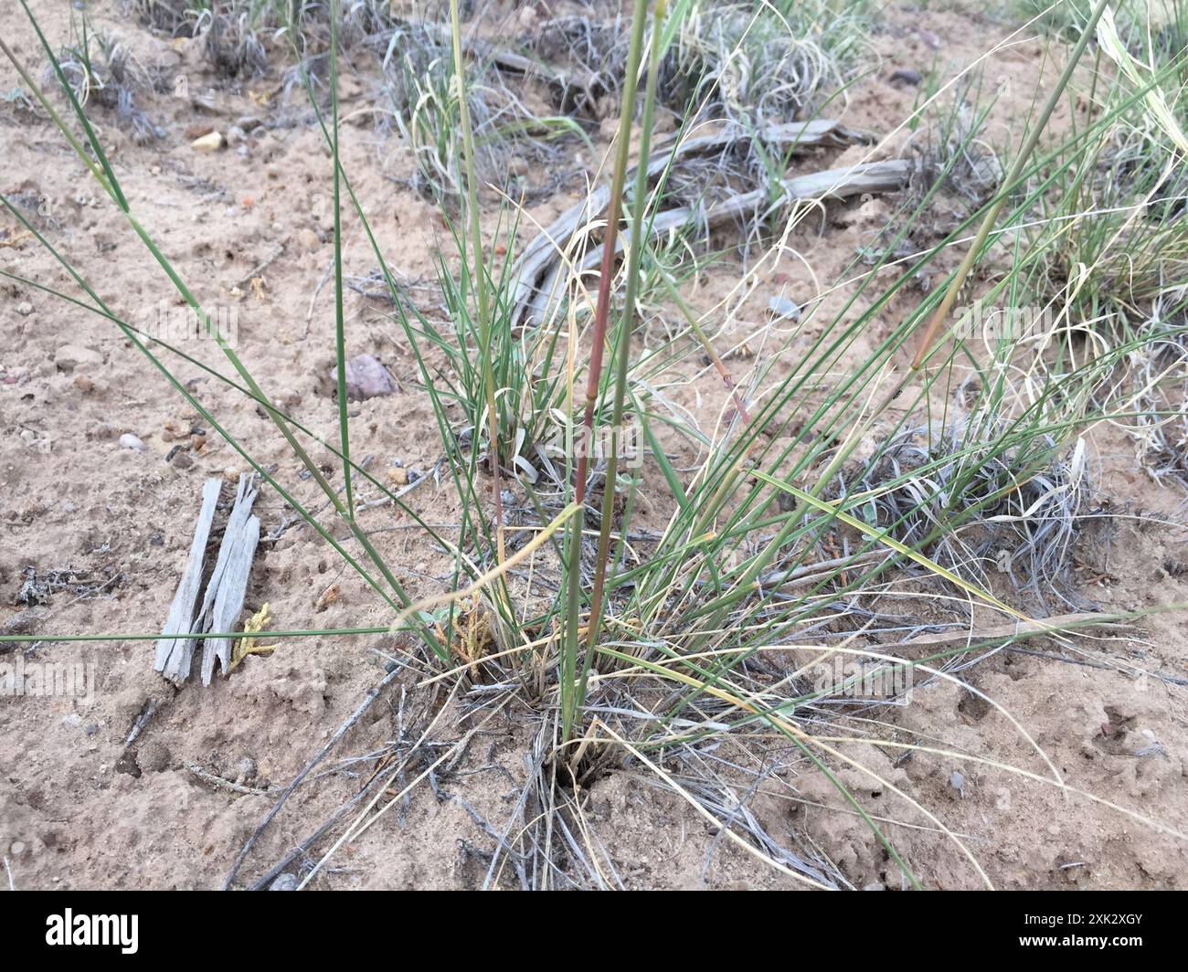 Needle-and-thread Grass (Hesperostipa comata) Plantae Stock Photo - Alamy