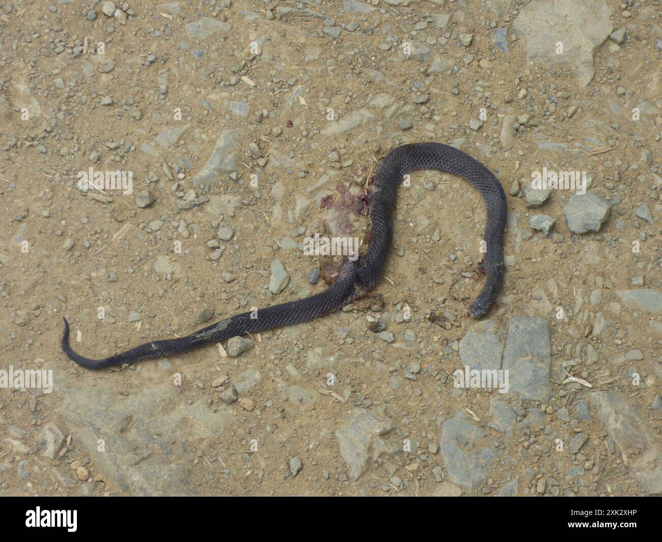 Ground Snakes (Atractus) Reptilia Stock Photo - Alamy